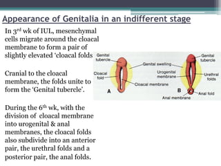 The developmental anatomy of reproductive system | PDF