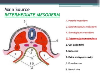 The developmental anatomy of reproductive system | PDF