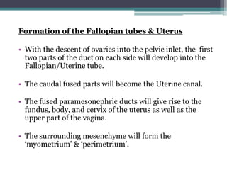 The developmental anatomy of reproductive system | PDF