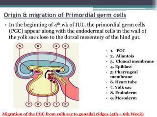 The developmental anatomy of reproductive system | PDF