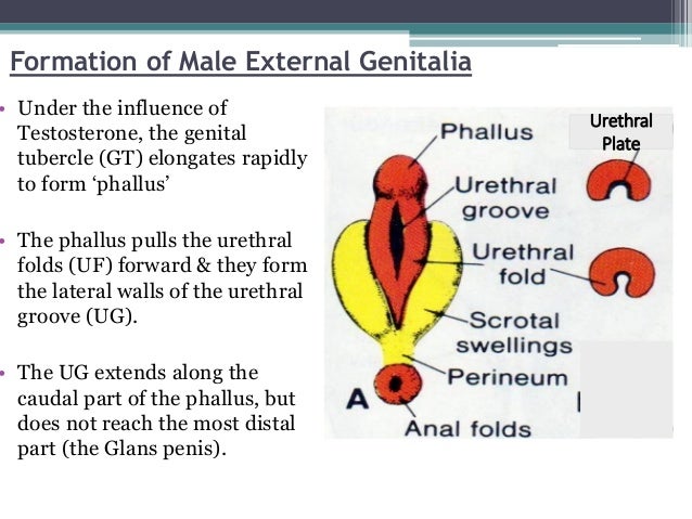 The developmental anatomy of reproductive system