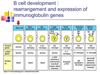The development of b lymphocytes | PPT