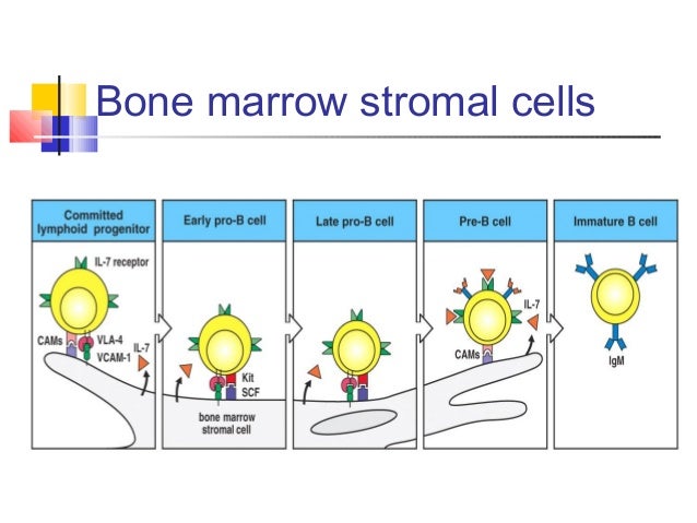 The development of b lymphocytes
