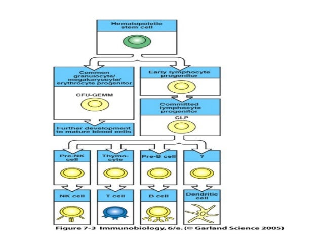 The development of b lymphocytes