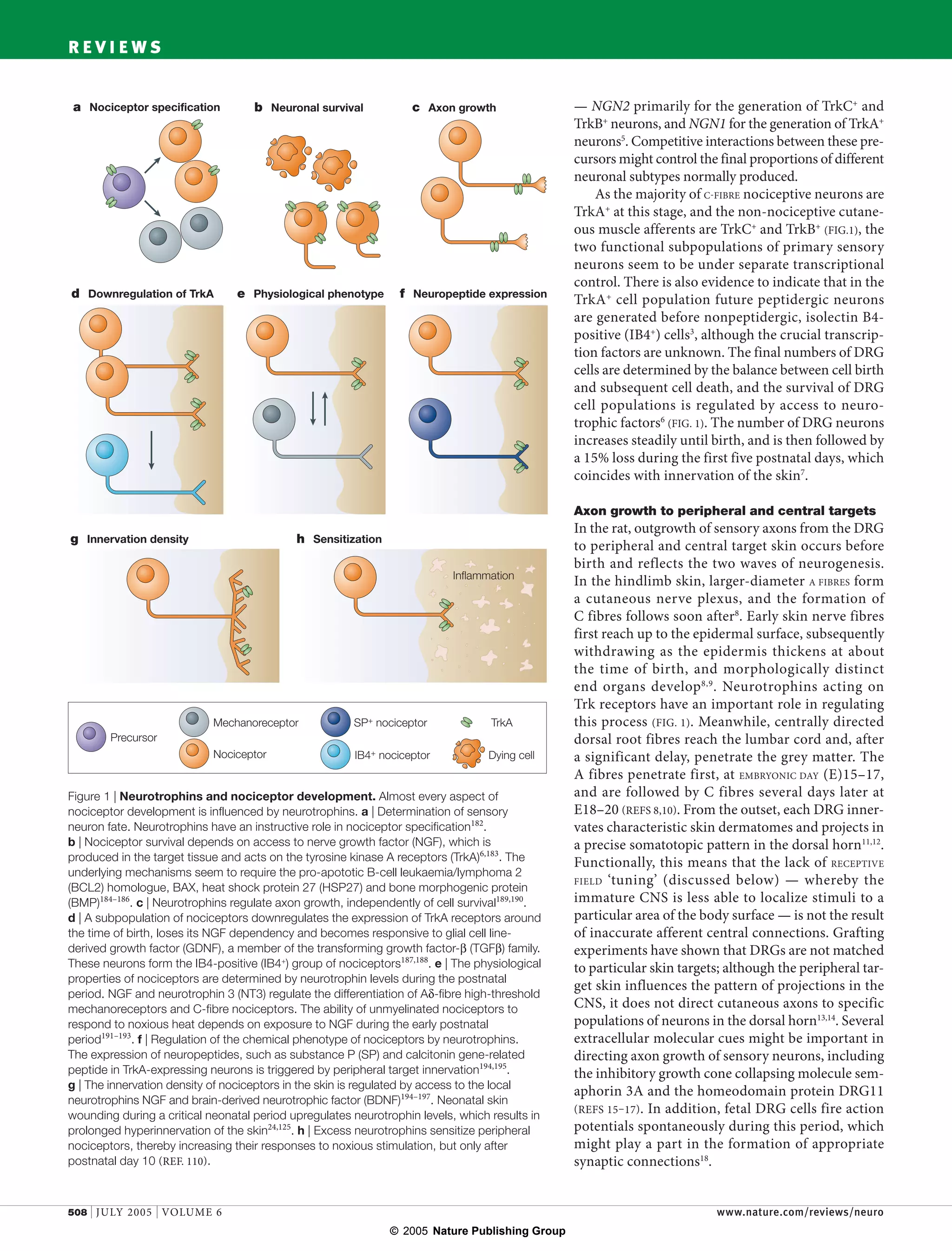 The development of nociceptive circuits | PDF
