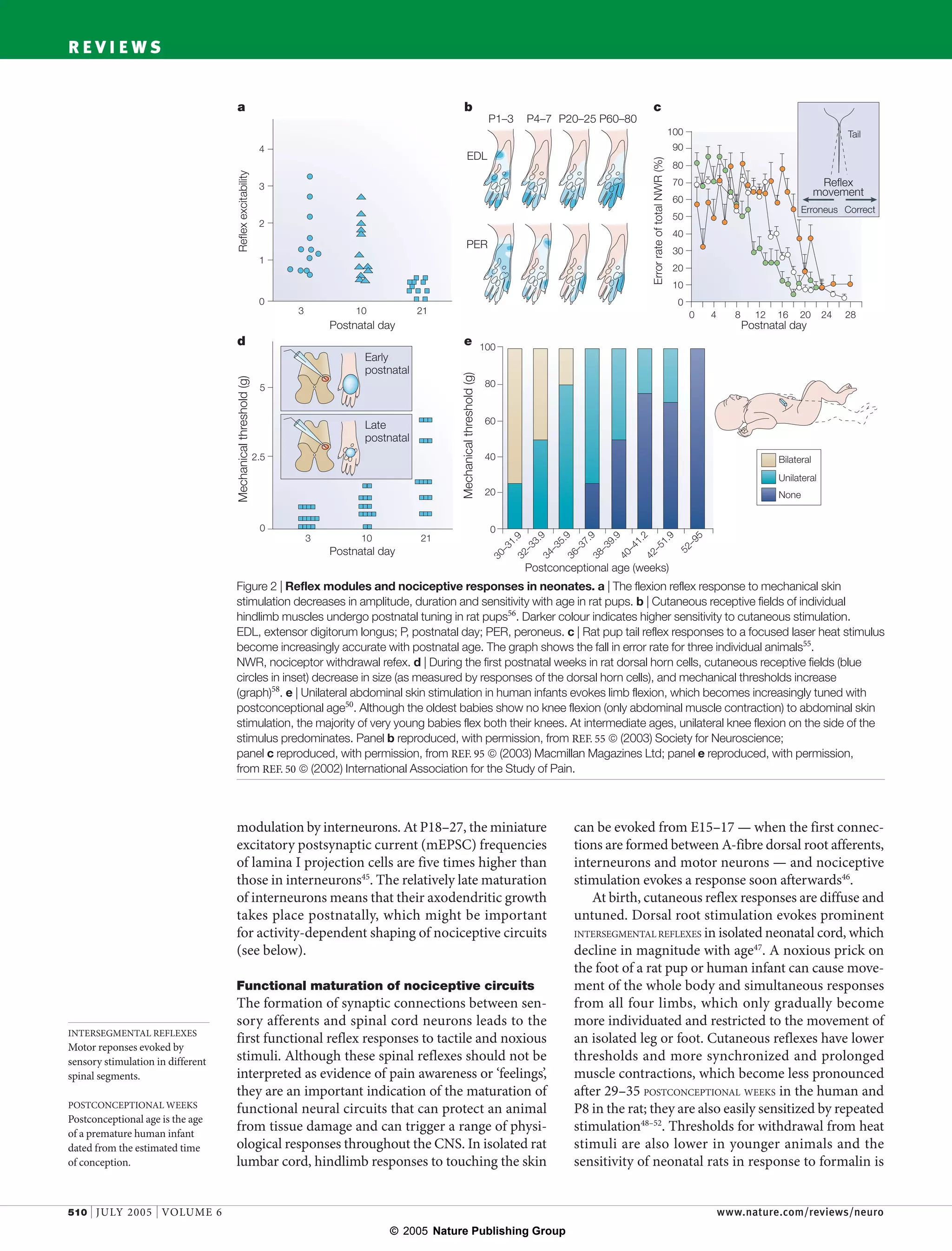 The development of nociceptive circuits | PDF