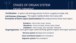 The Development of organ system (1).pptx