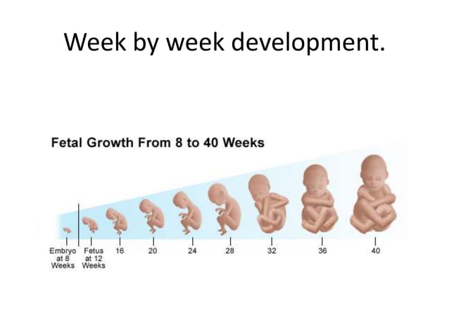The development of the fetus | PPTX