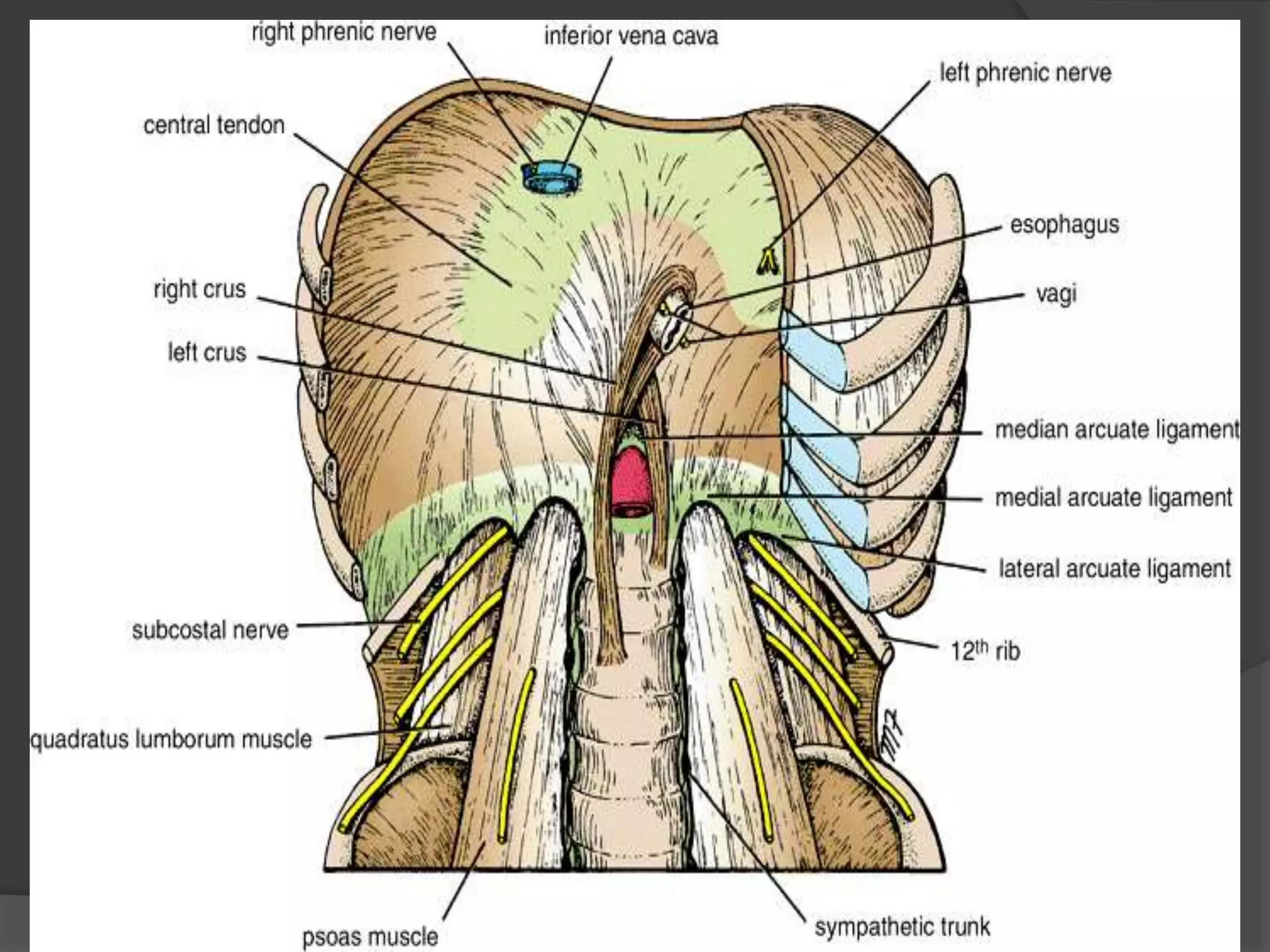 The diaphragm anatomy & embryology | PPTX