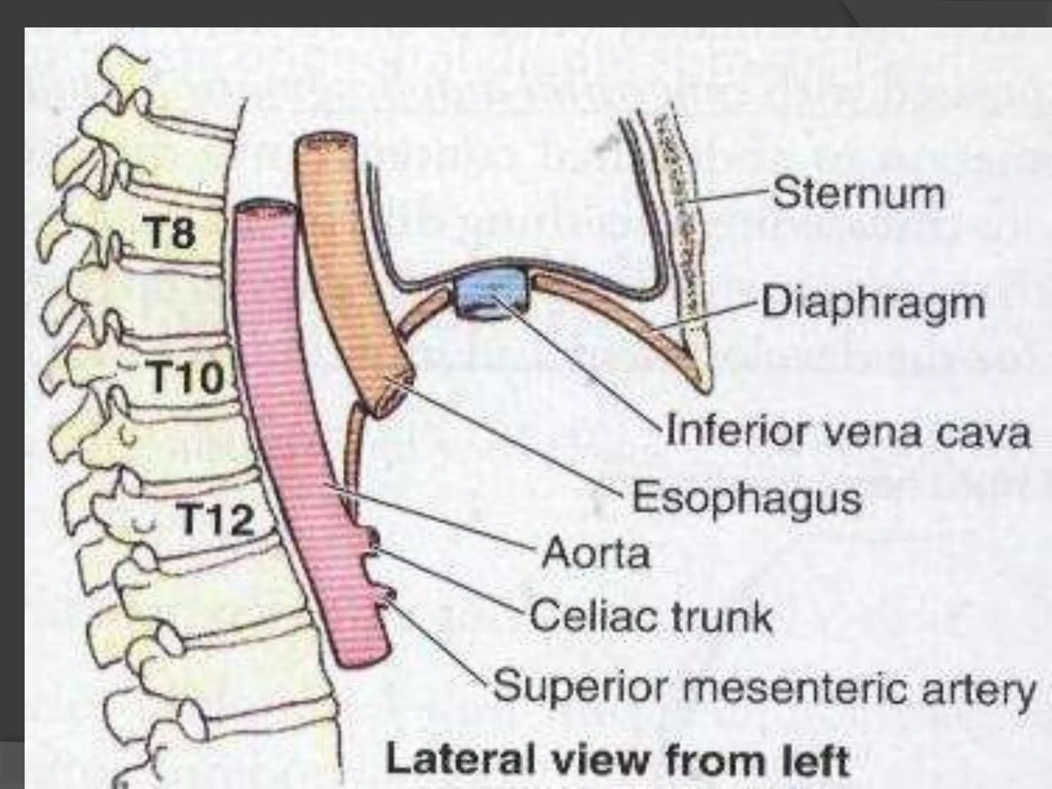 The diaphragm anatomy & embryology | PPTX