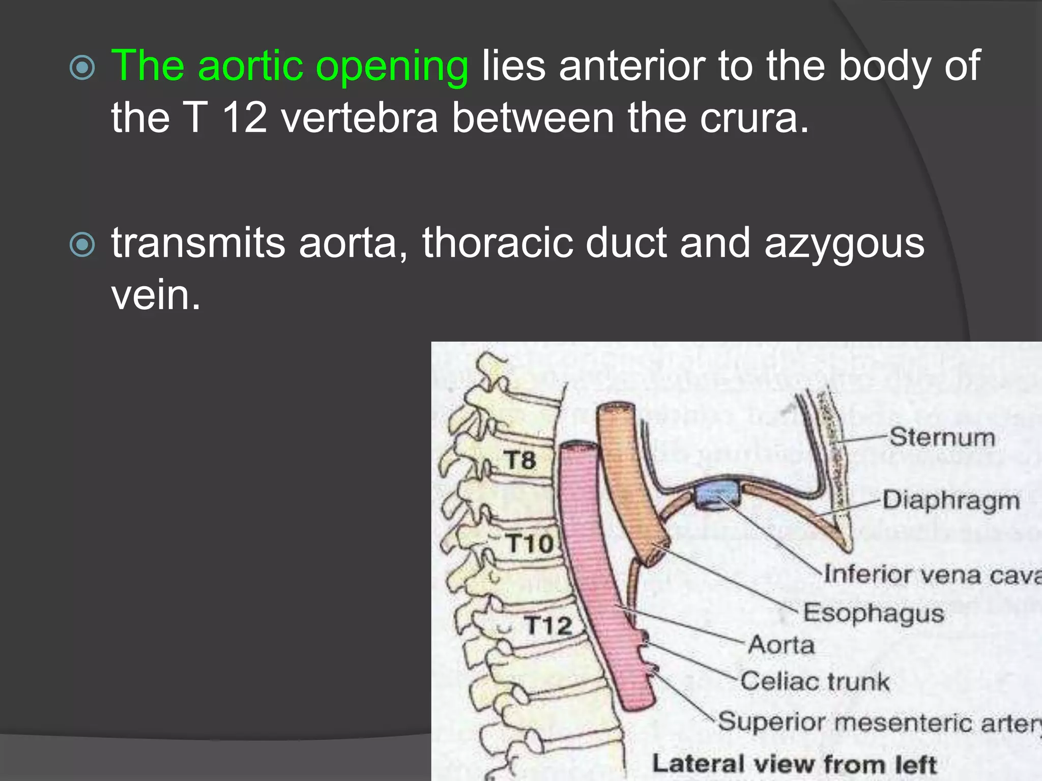 The diaphragm anatomy & embryology | PPTX