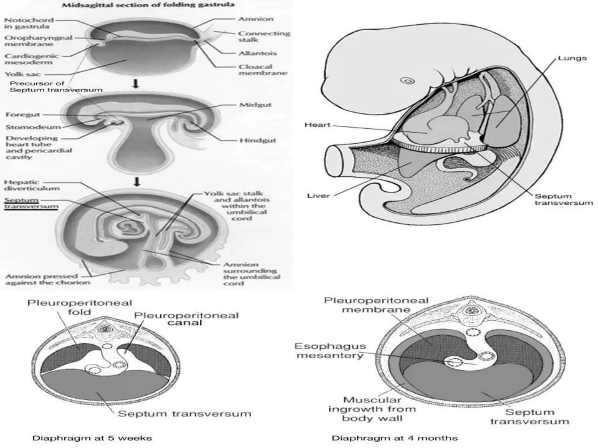 The diaphragm anatomy & embryology | PPTX