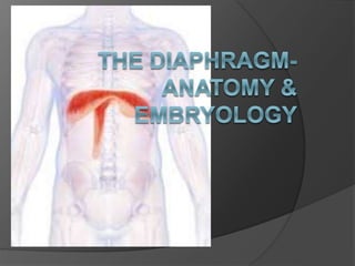 The diaphragm anatomy & embryology | PPTX