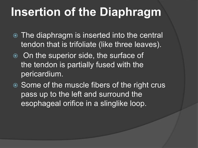 The diaphragm anatomy & embryology | PPTX