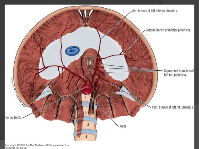 The diaphragm anatomy & embryology | PPTX