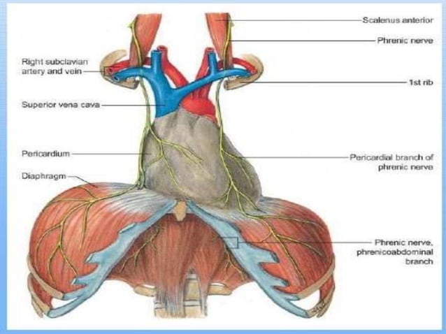 The diaphragm anatomy & embryology | PPTX