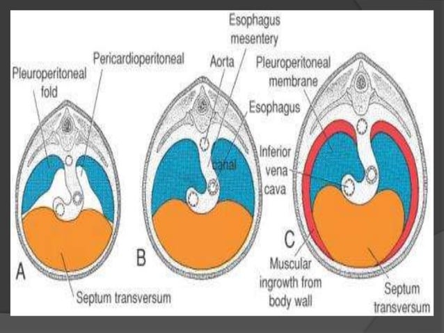 The diaphragm anatomy & embryology | PPTX