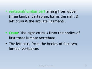 the Diaphragm- anatomy & embryology.pptx