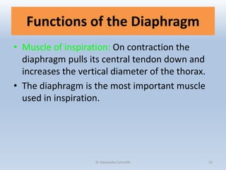 the Diaphragm- anatomy & embryology.pptx