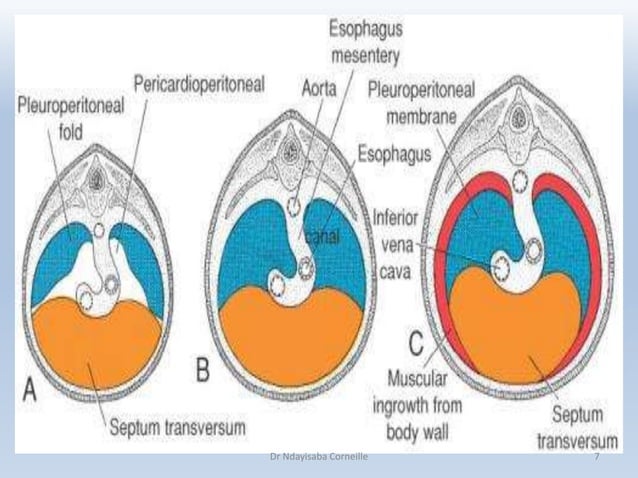 the Diaphragm- anatomy & embryology.pptx