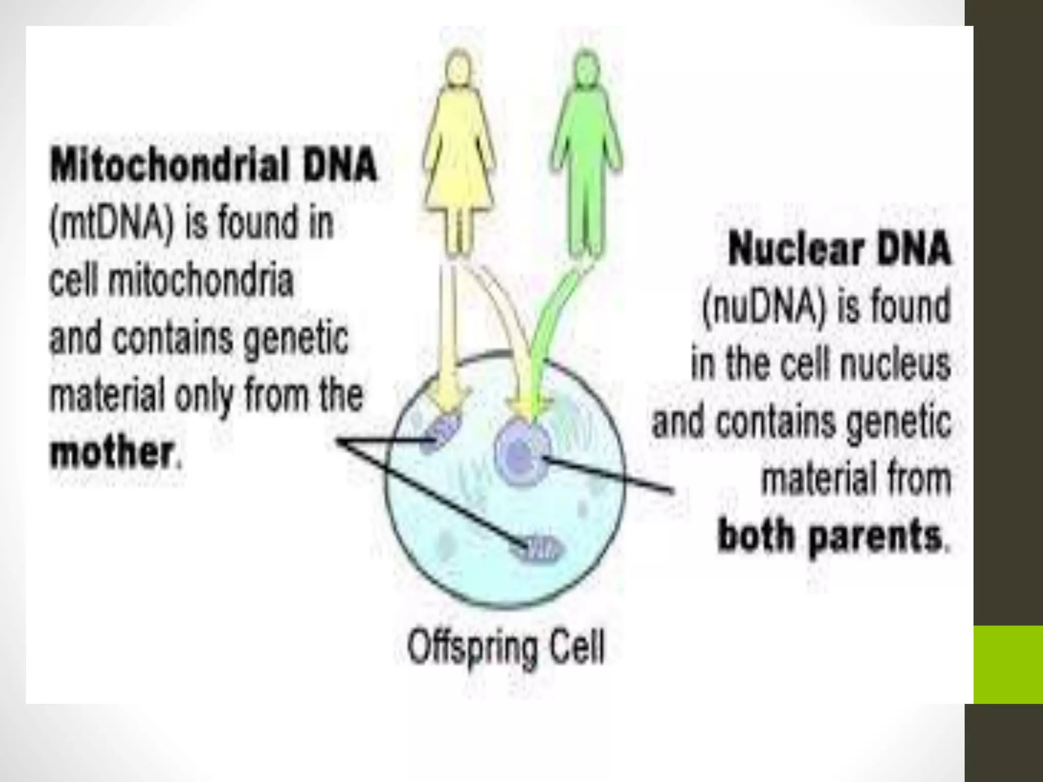 The different pattern of inheritance | PPTX | Genetics | Science
