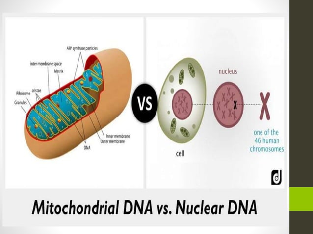 The different pattern of inheritance | PPTX | Genetics | Science