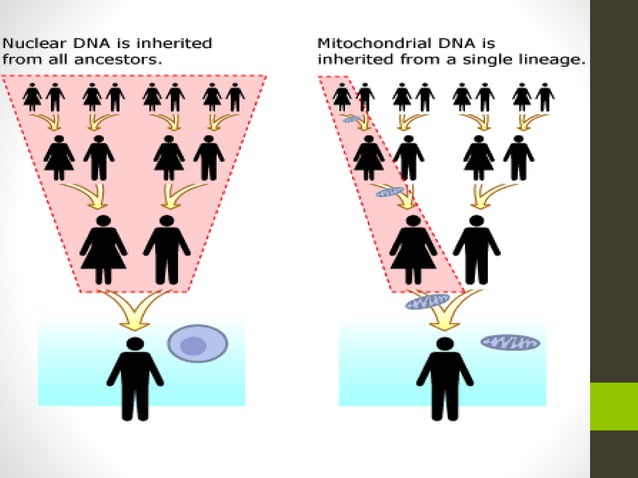 The different pattern of inheritance | PPTX | Genetics | Science