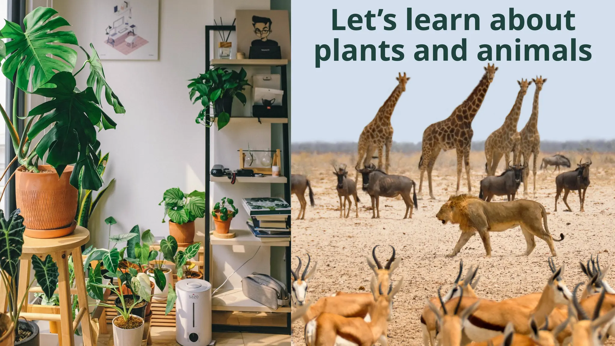 The Difference Between Animals And Plants Pptx