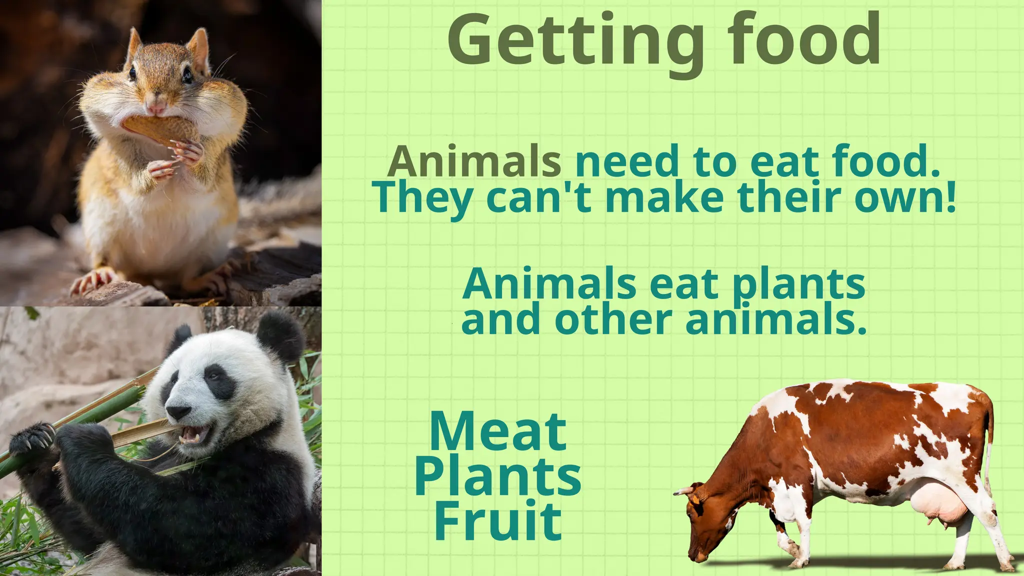 The difference between animals and plants.pptx