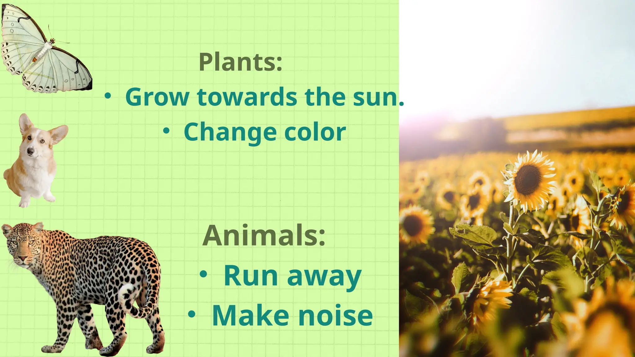 The difference between animals and plants.pptx