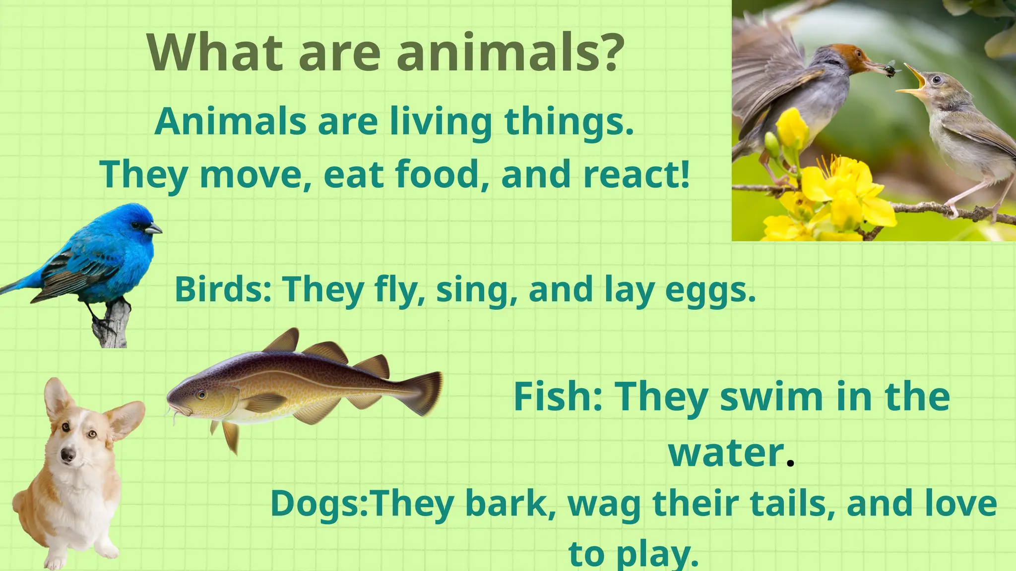 The difference between animals and plants.pptx