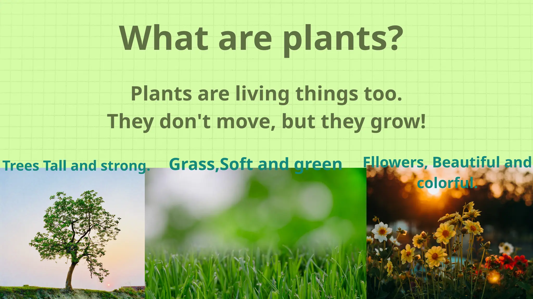 The difference between animals and plants.pptx