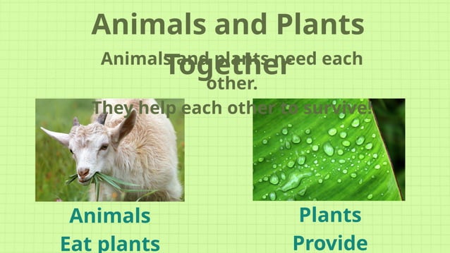 The difference between animals and plants.pptx
