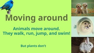 The difference between animals and plants.pptx