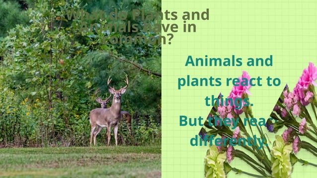 The difference between animals and plants.pptx