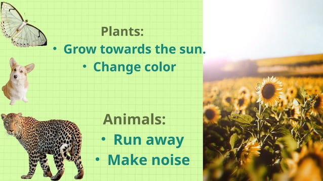 The difference between animals and plants.pptx