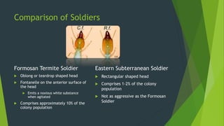 The difference between eastern & formosan subterranean termites | PPTX