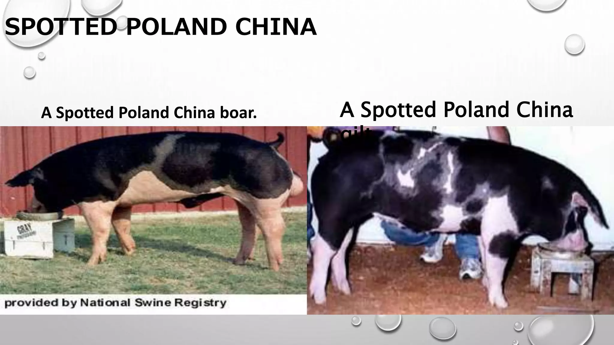 The different breeds of swine | PPTX