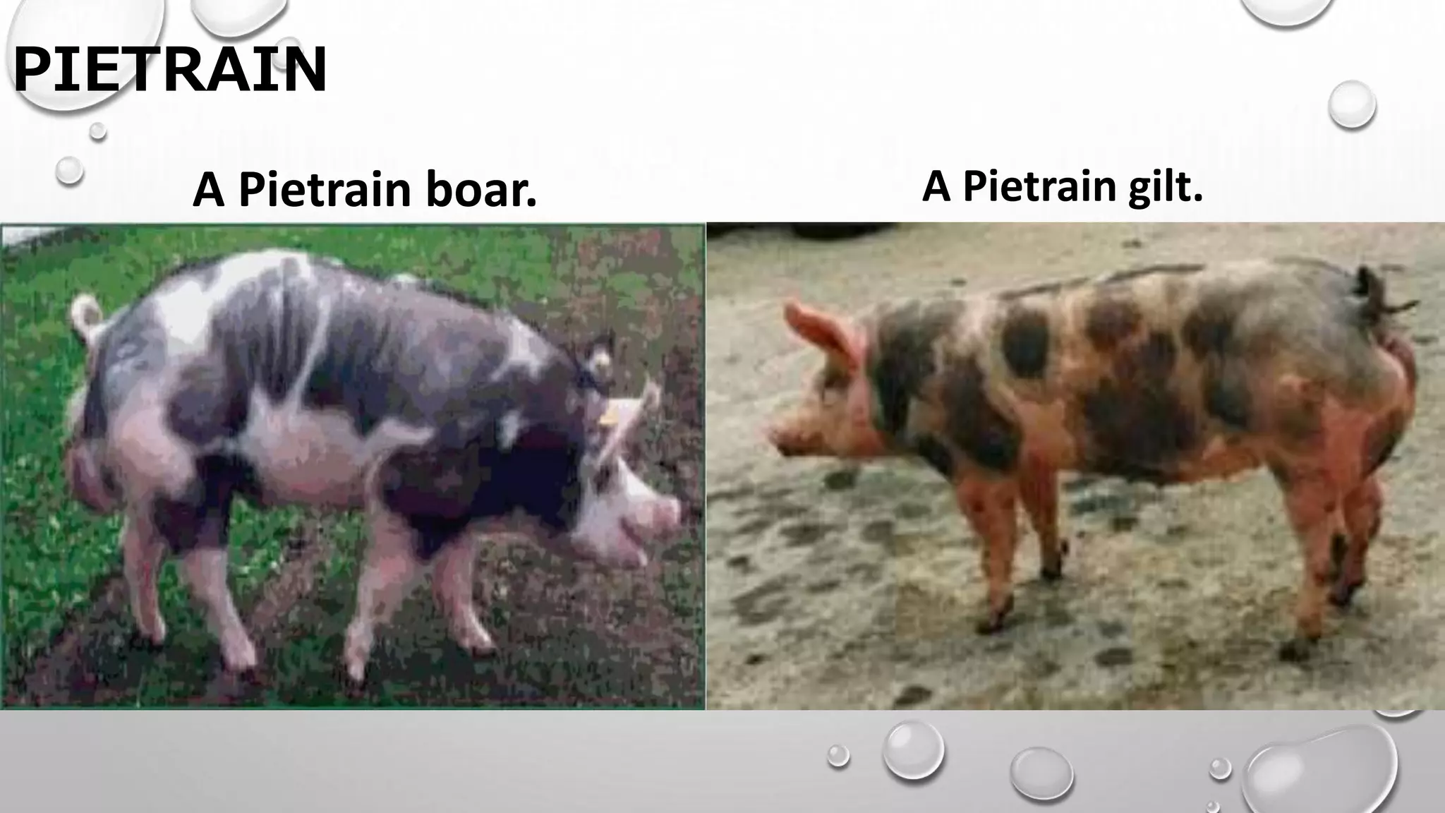 The different breeds of swine | PPTX