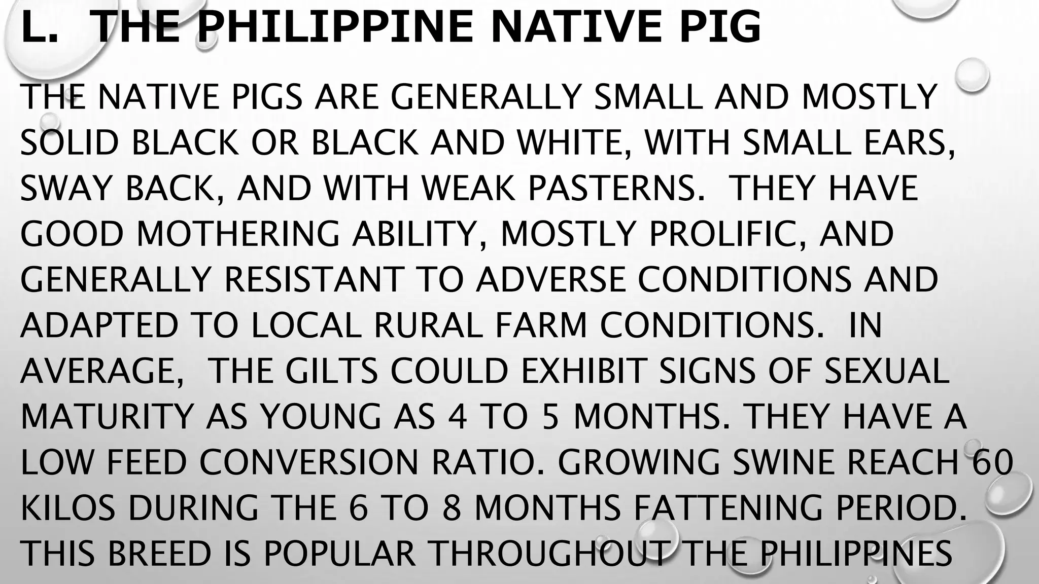 The different breeds of swine | PPTX