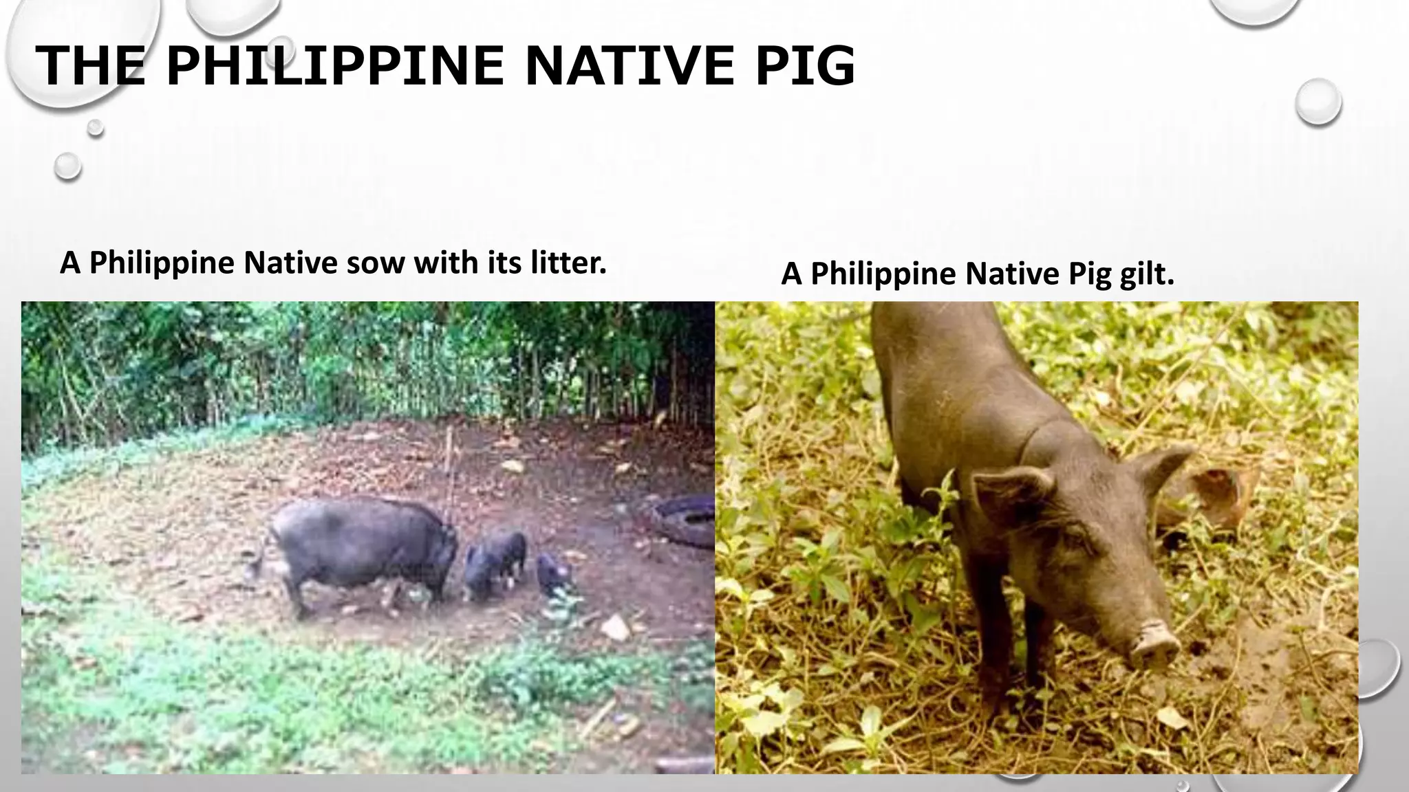 The different breeds of swine | PPTX