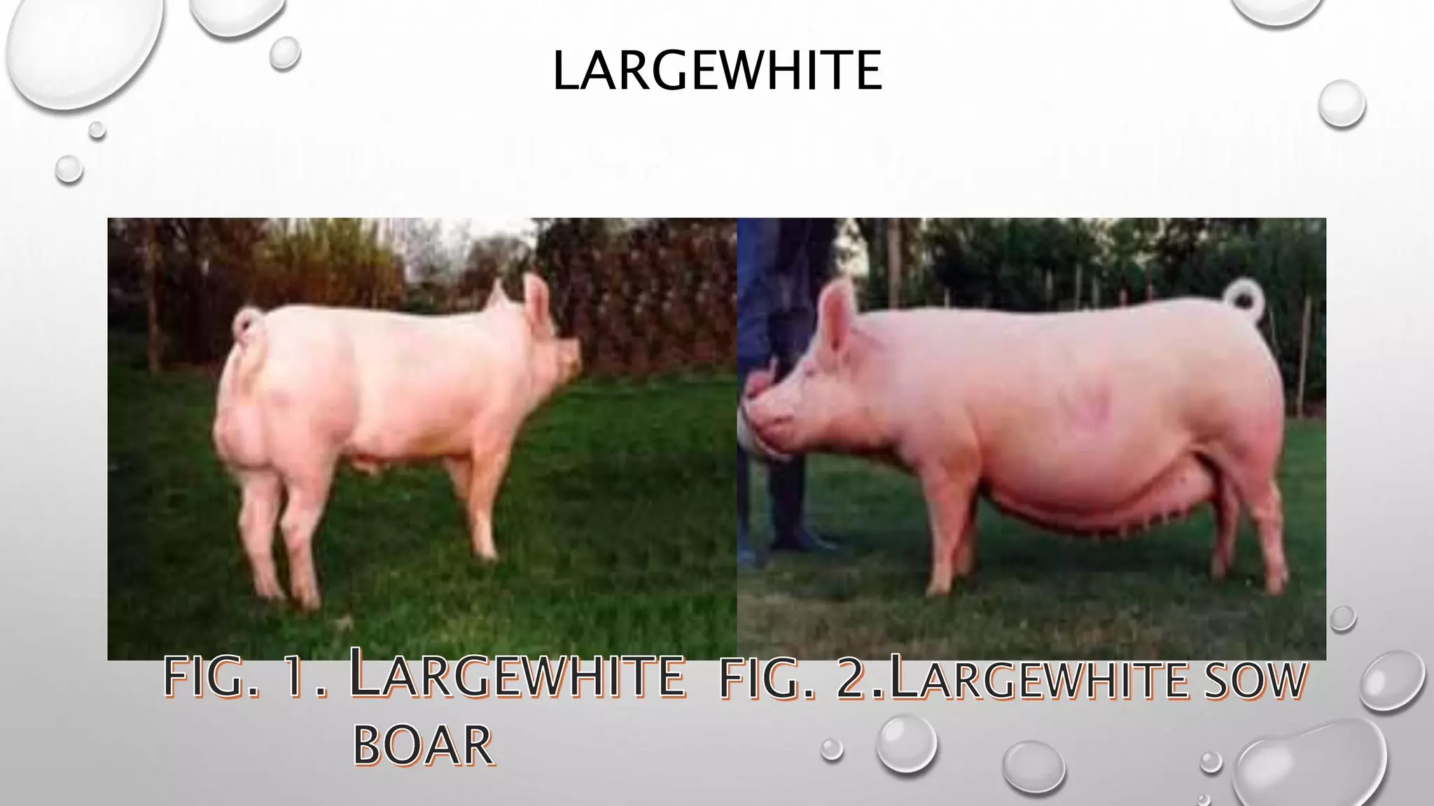 The different breeds of swine | PPTX