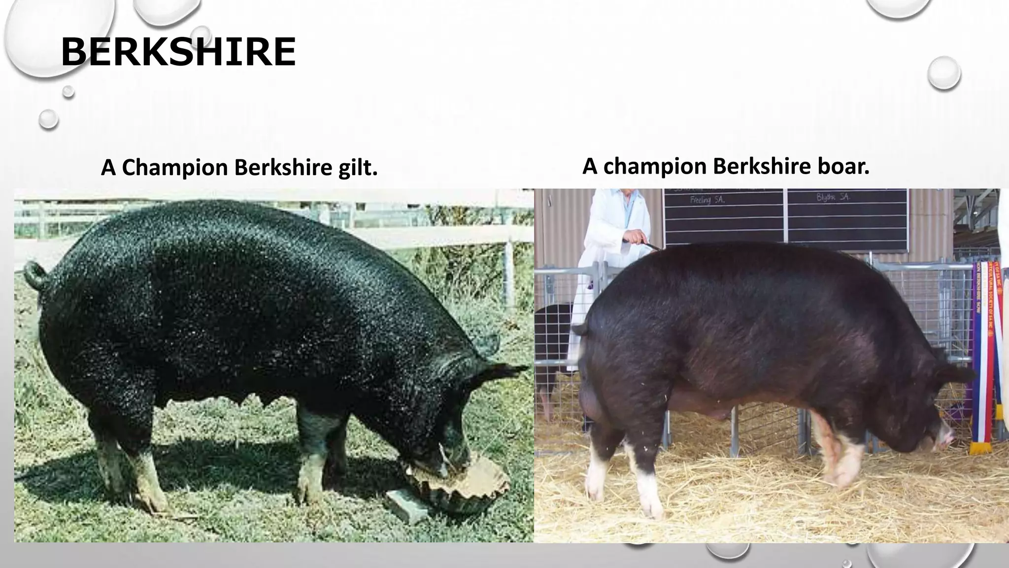The different breeds of swine | PPTX
