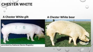 The different breeds of swine | PPTX