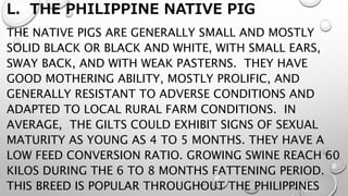 The different breeds of swine | PPTX
