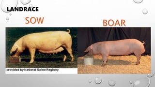 The different breeds of swine | PPTX