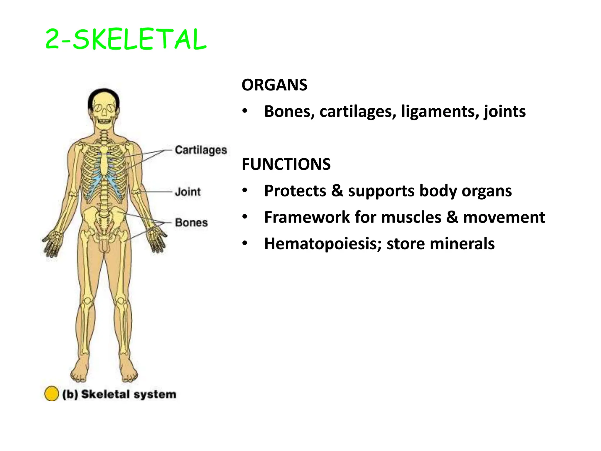 THE DIFFERENT ORGAN SYSTEMS OF THE HUMAN BODY.pptx