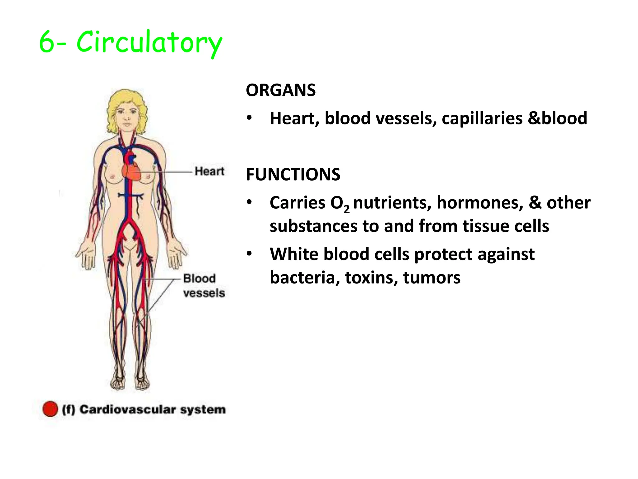 THE DIFFERENT ORGAN SYSTEMS OF THE HUMAN BODY.pptx