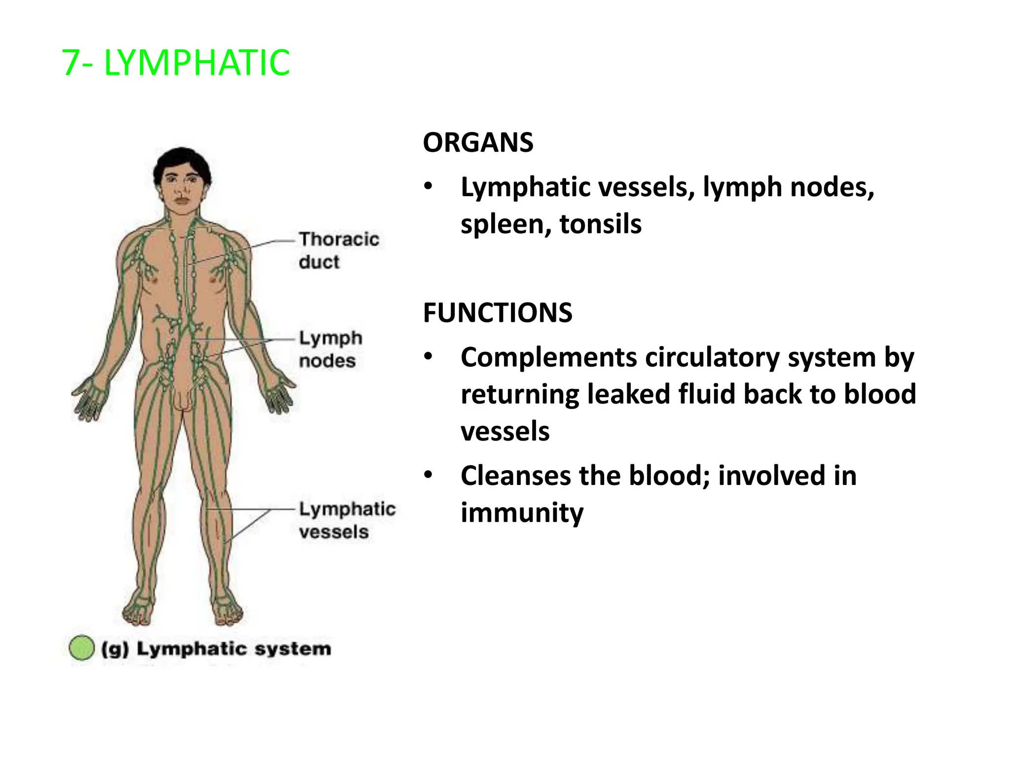 THE DIFFERENT ORGAN SYSTEMS OF THE HUMAN BODY.pptx