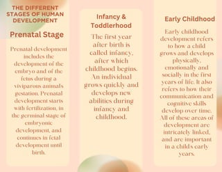 The different stages of human development_20231216_190356_0000.pdf